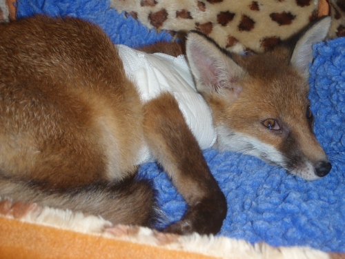 Poorly foxwith broken neck